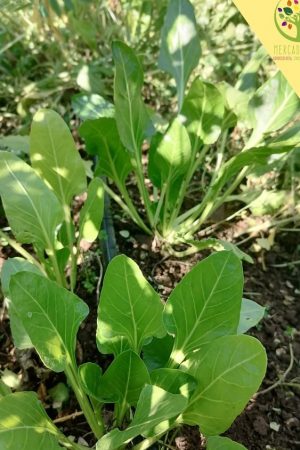 MercadoVivo - Agroecología