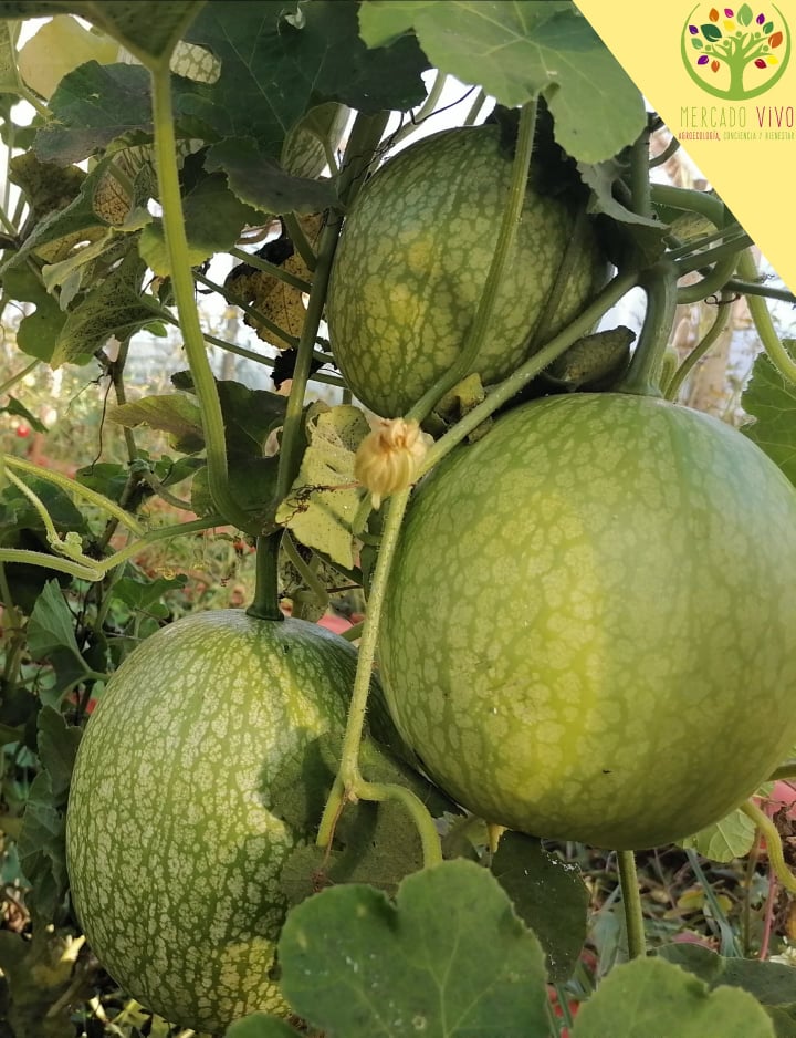 Alcayota blanca - Mercado Vivo
