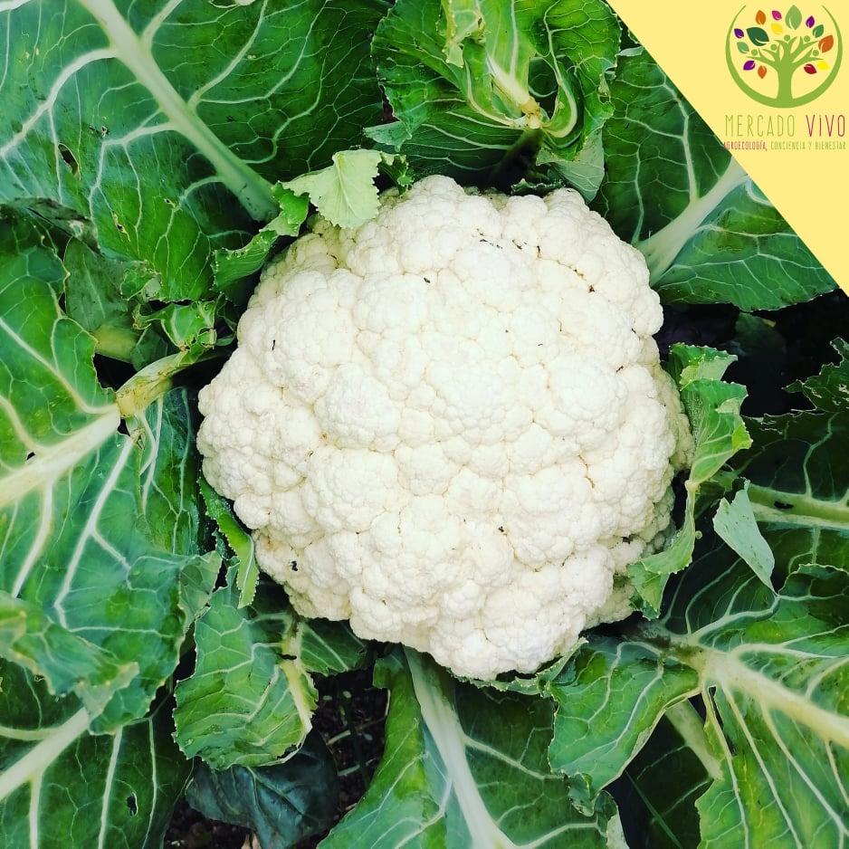Coliflor - Mercado Vivo