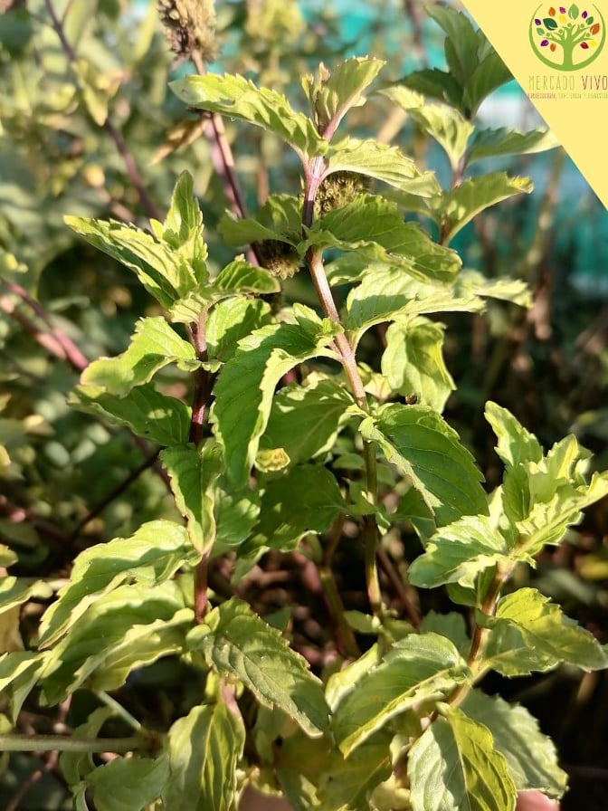 Semillas de Menta Piperita (Mentha Piperita, Menta Negra Chocolate o ...