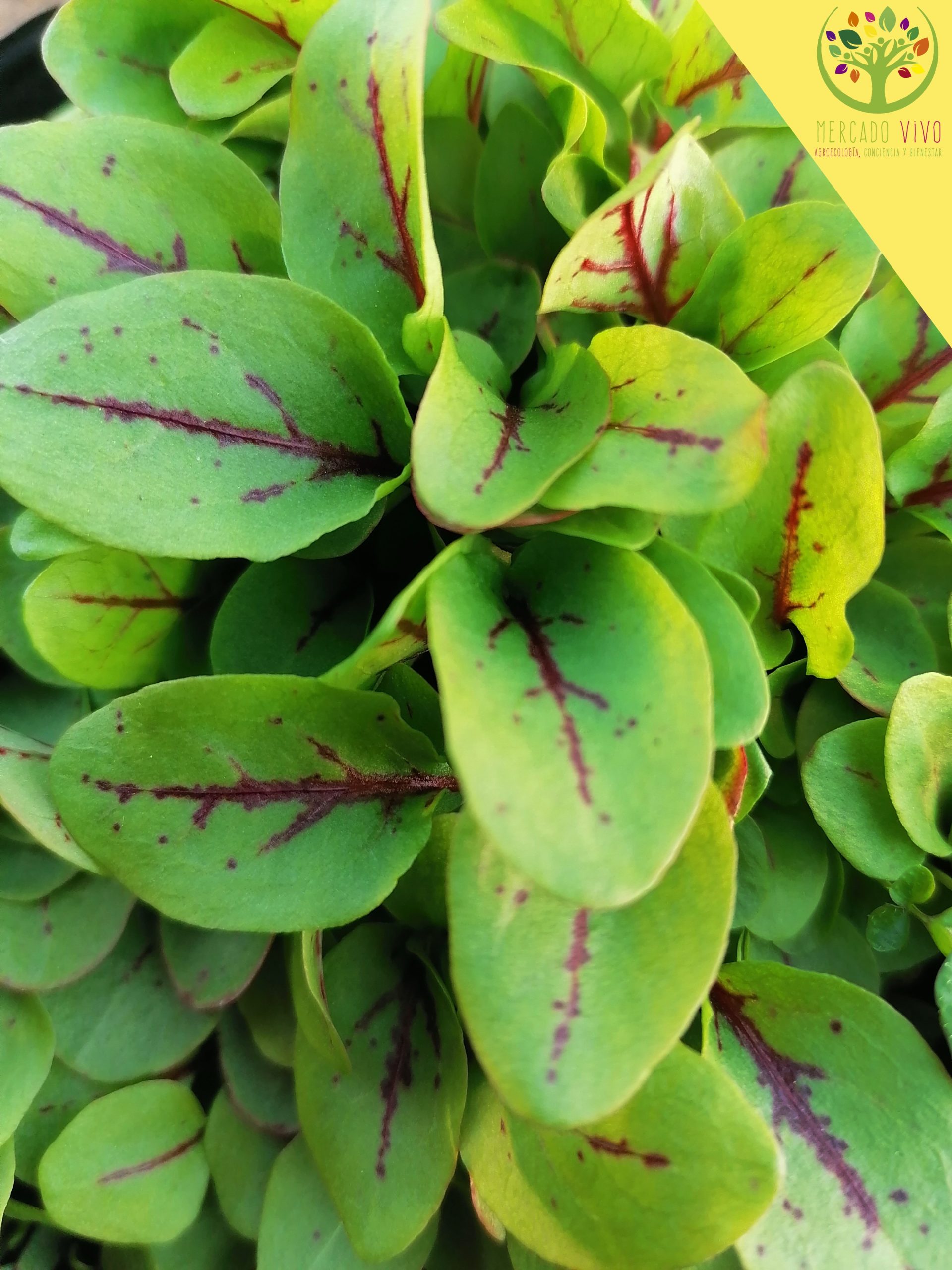 Rumex Acetosa (Acedera comestible) - Mercado Vivo