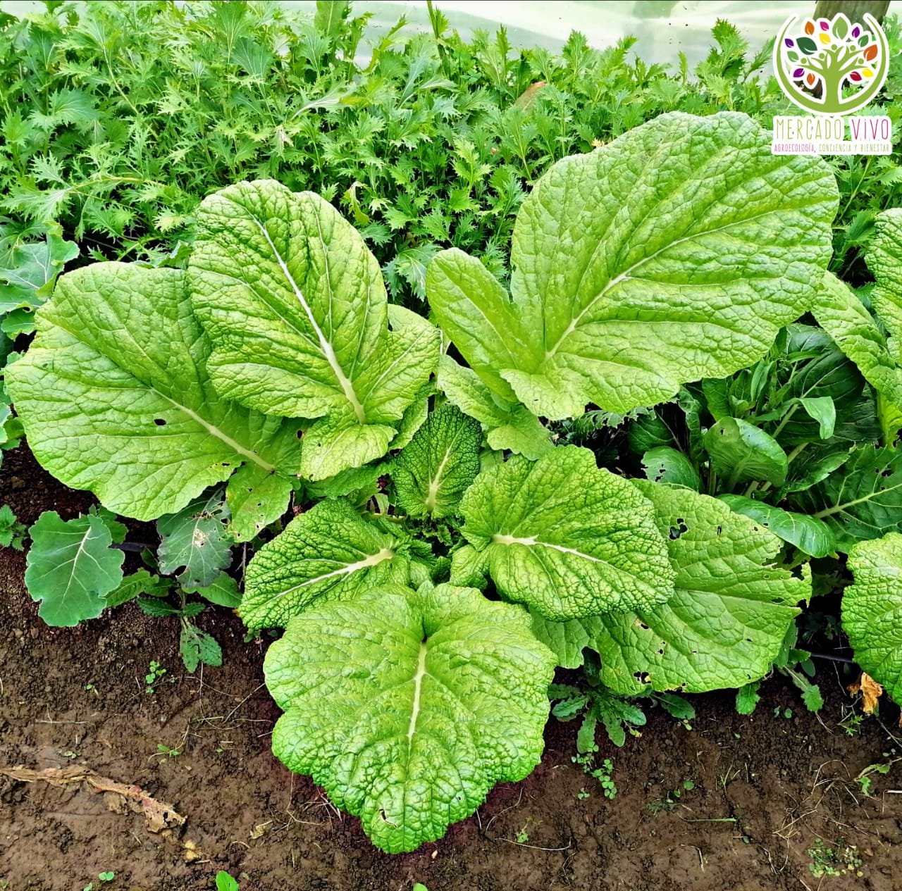 Tipos De Hojas De Mostaza La Mostaza Es Una Planta Anual Que Se