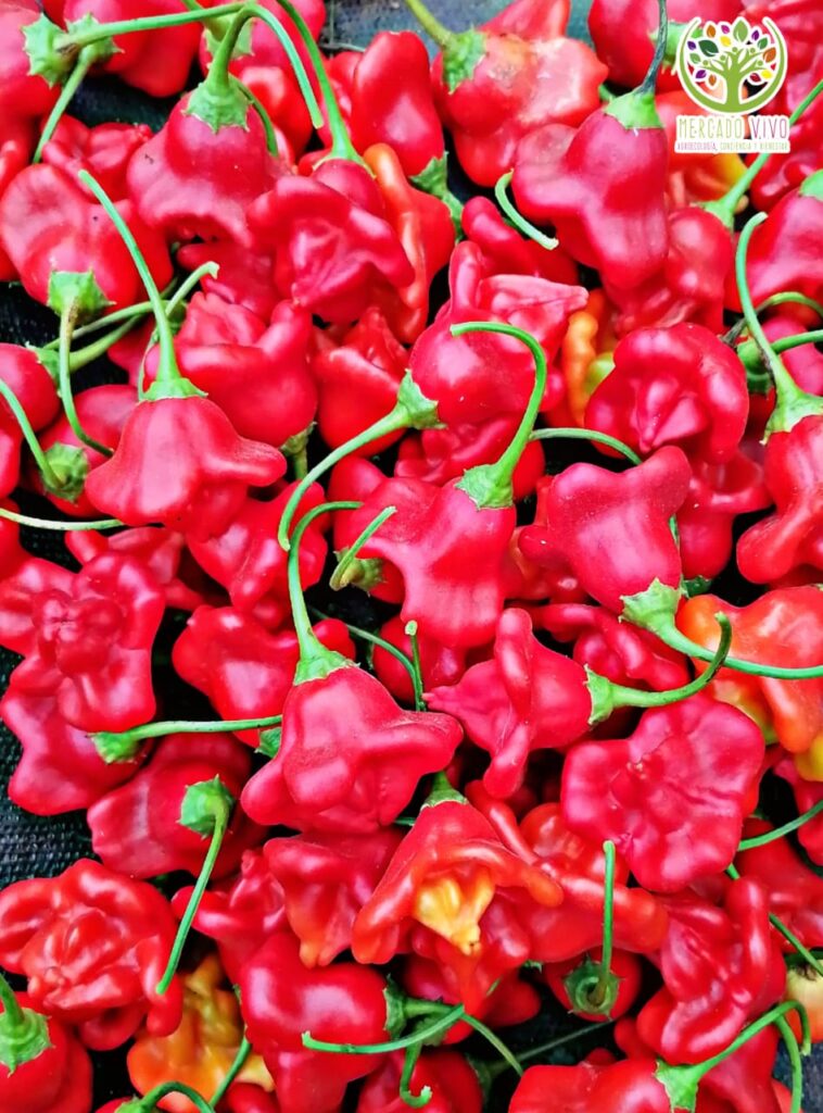 Ají Corona de Obispo o Chile Campana FP - Mercado Vivo