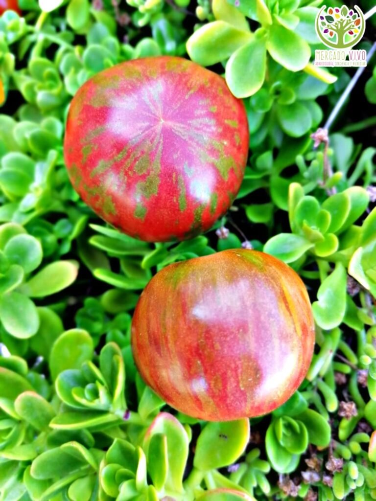 Tomate Cherry Red Zebra - Mercado Vivo