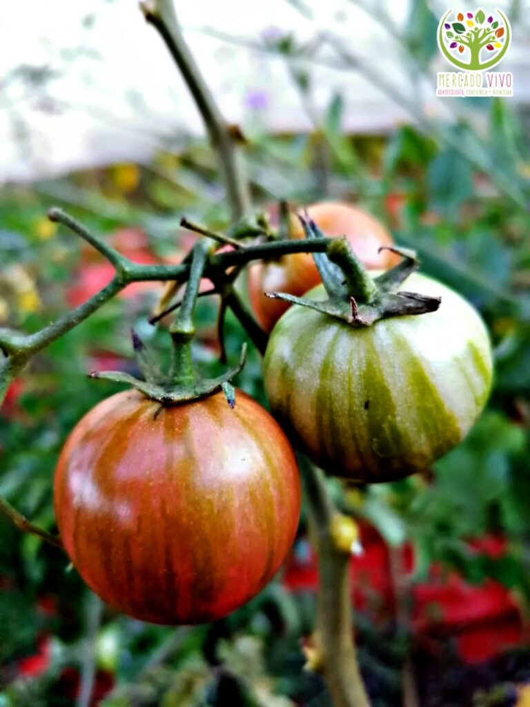 Tomate Cherry Red Zebra - Mercado Vivo