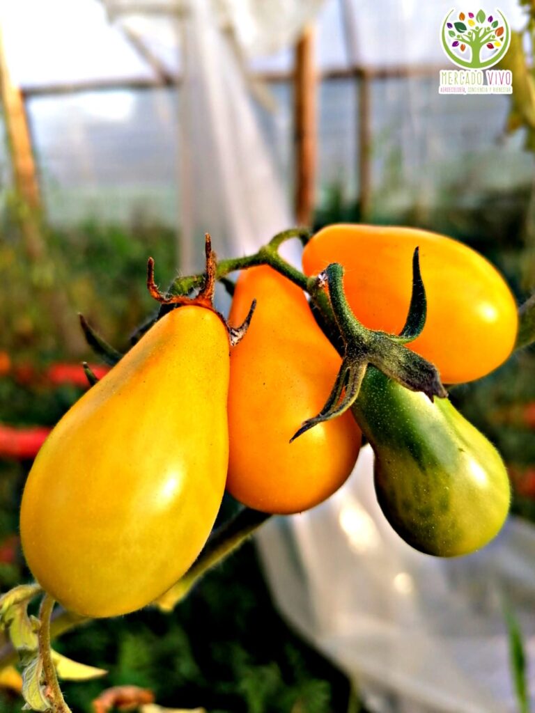 Tomate Cherry Perita Amarillo FP - Mercado Vivo