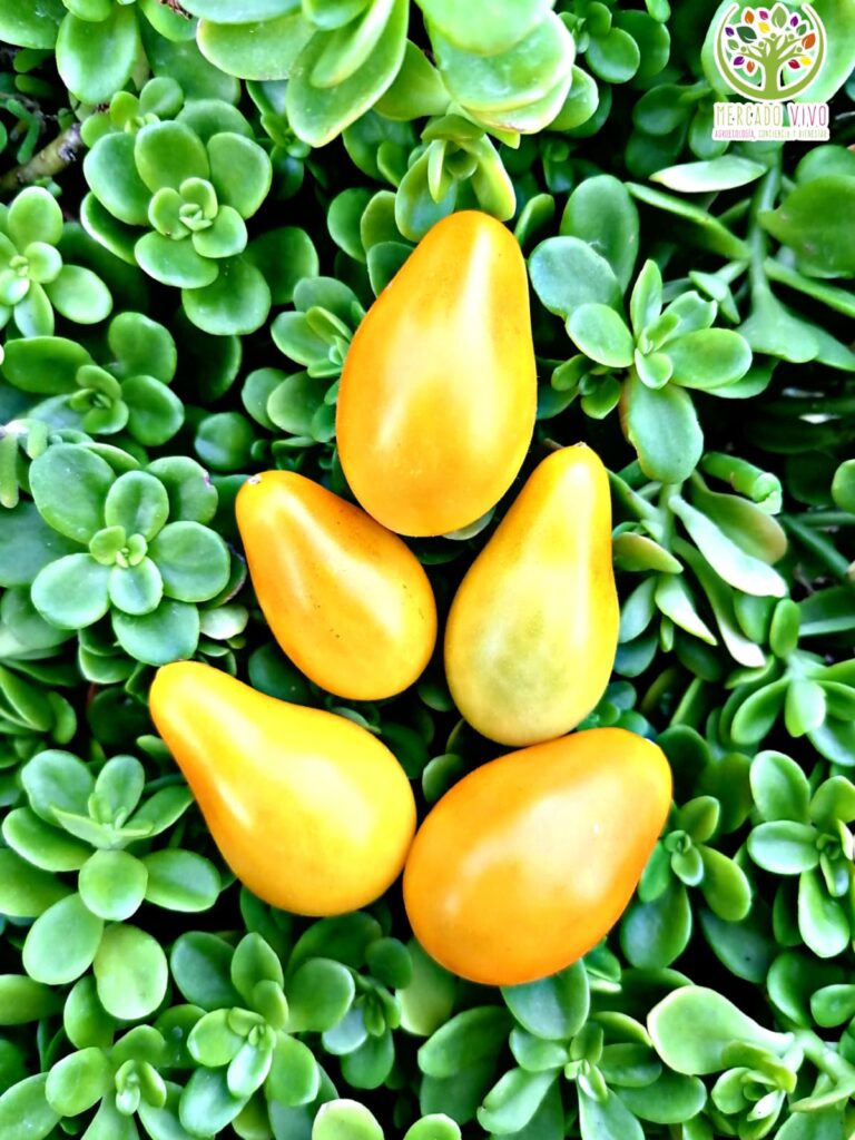 Tomate Cherry Perita Amarillo FP - Mercado Vivo