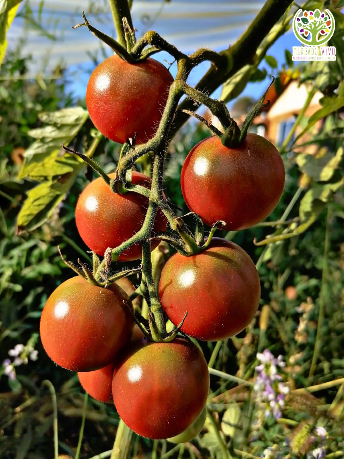 Tomate Cherry Purple FP - Mercado Vivo