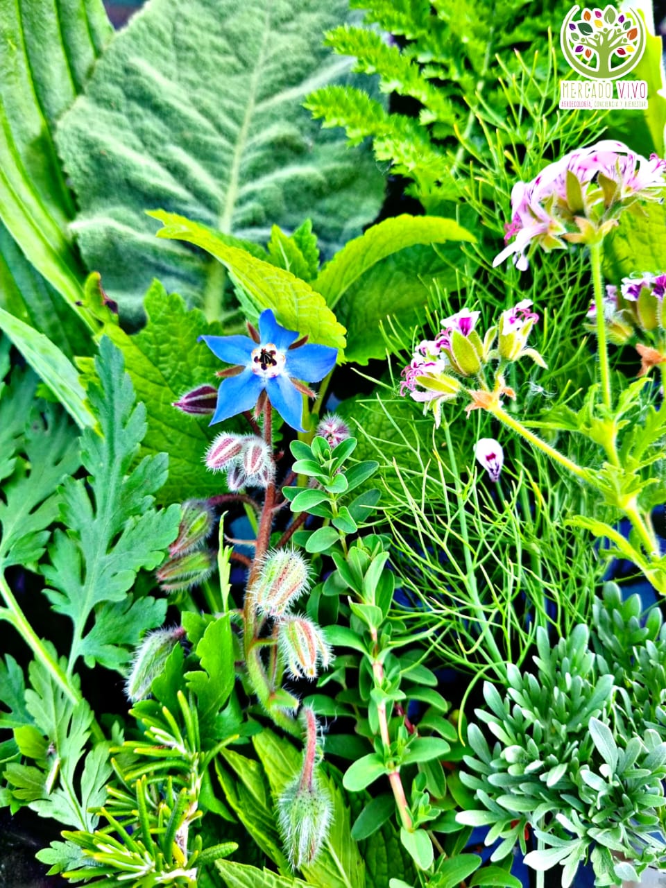 Mix Huerto medicinal - Mercado Vivo