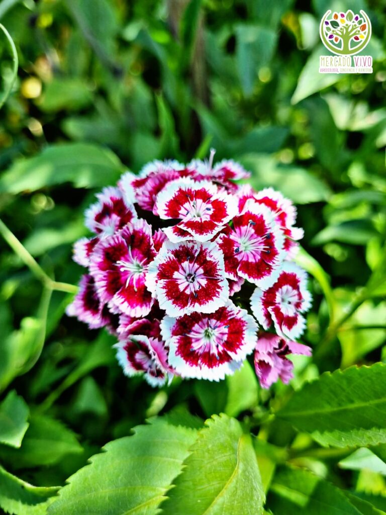 Clavelina Japonesa - Mercado Vivo