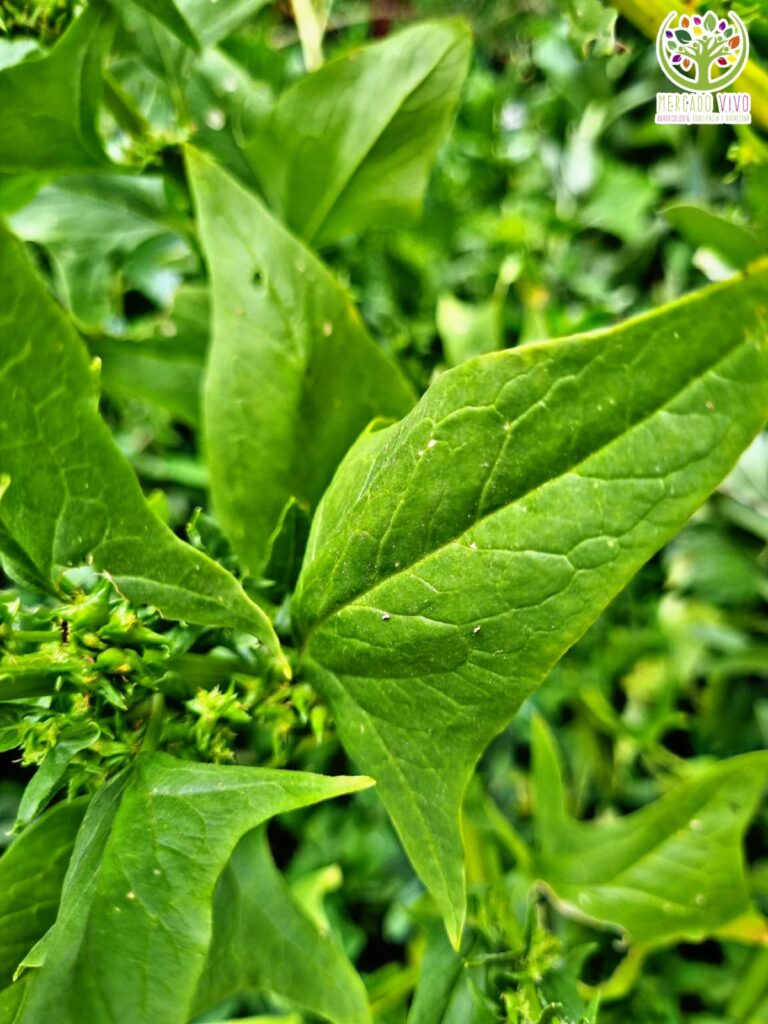 Espinaca Matador FP - Mercado Vivo