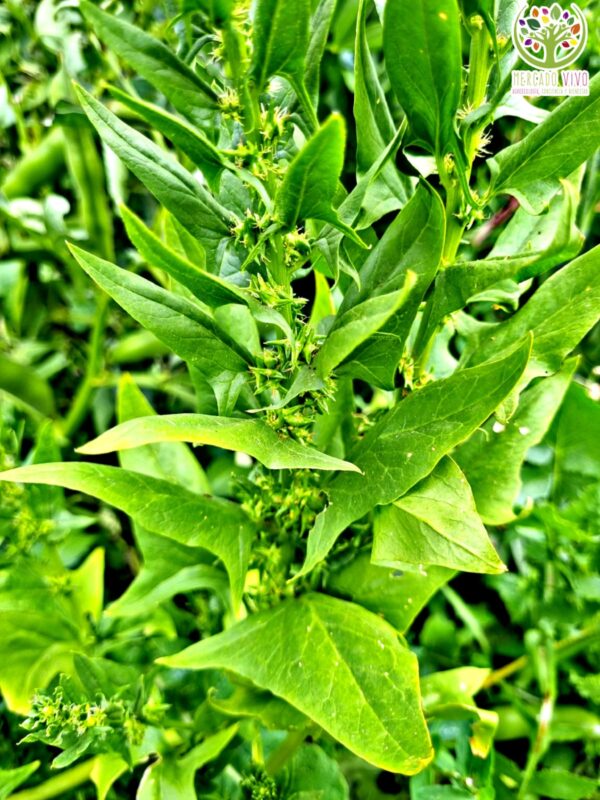 Espinaca Matador FP - Mercado Vivo