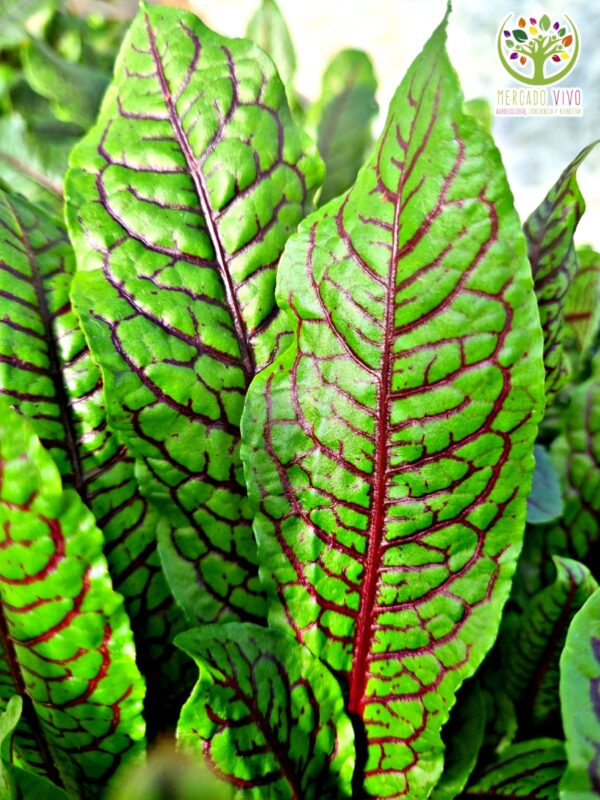 Rumex Acetosa (Acedera comestible) - Mercado Vivo