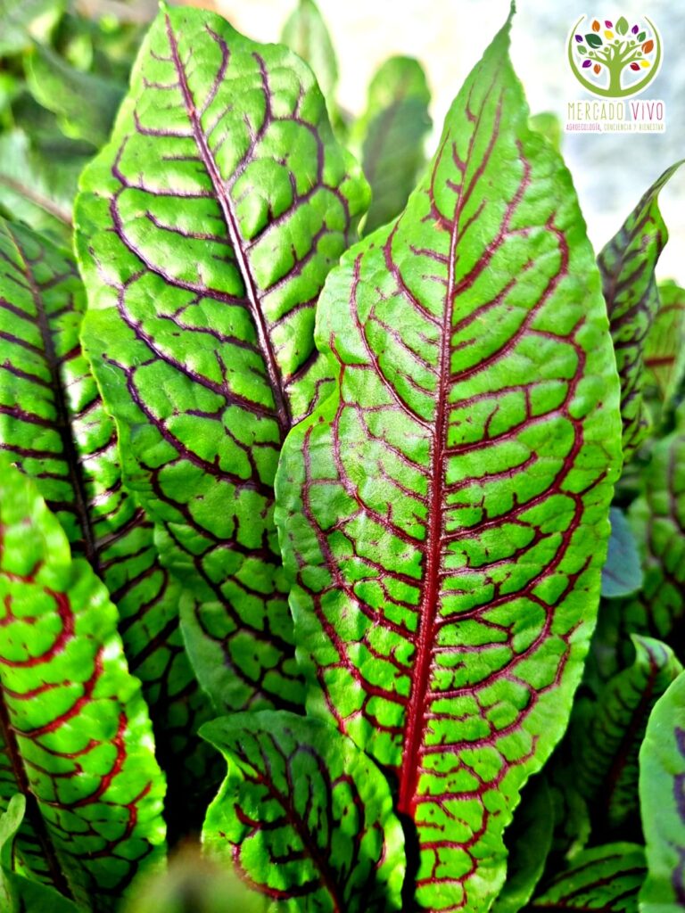 Rumex Acetosa (Acedera comestible) - Mercado Vivo
