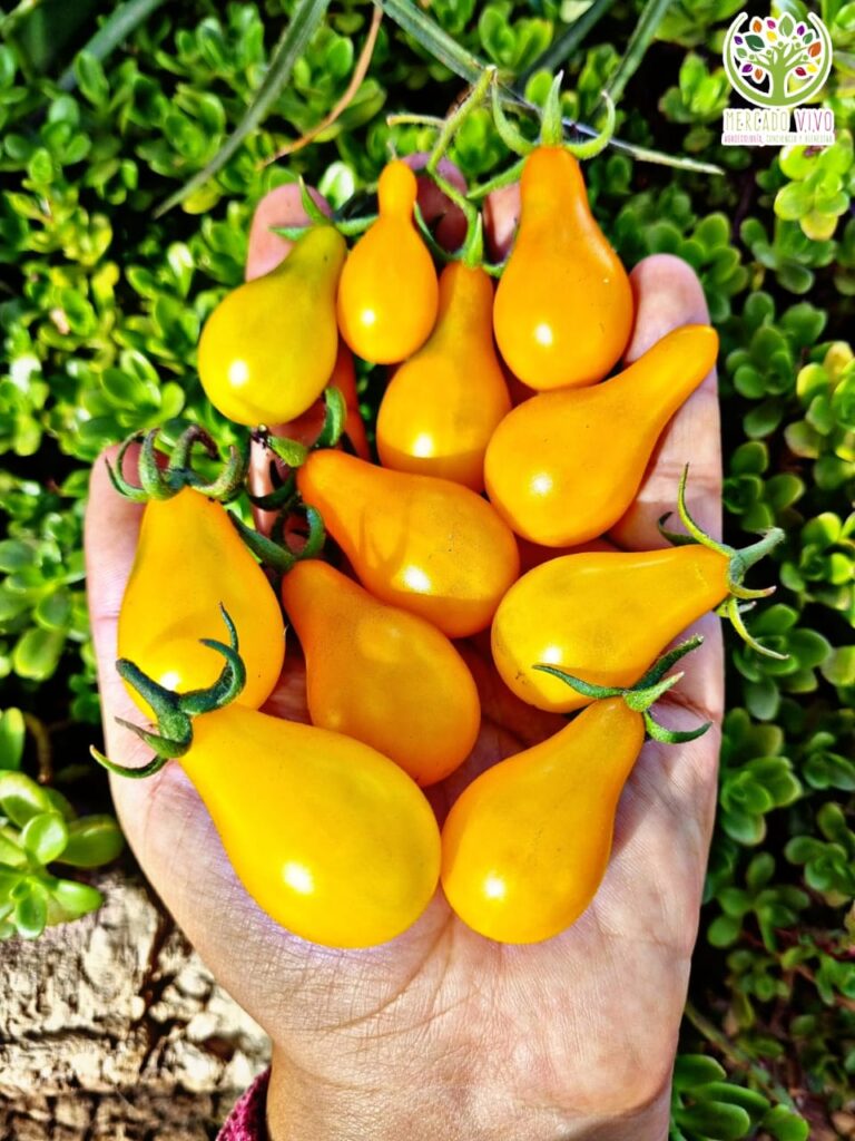 Tomate Cherry Perita Amarillo FP - Mercado Vivo