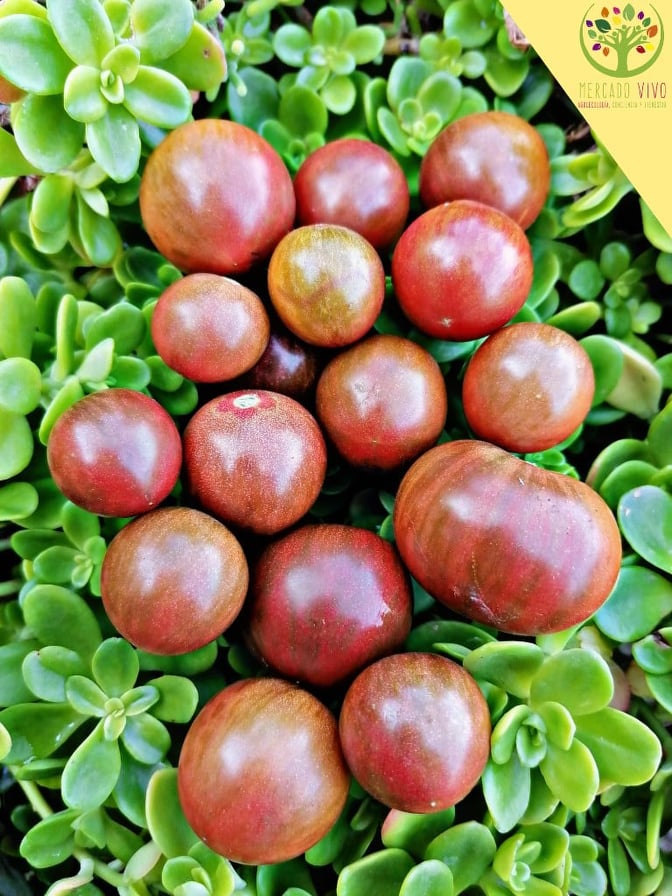 Tomate Cherry Red Zebra - Mercado Vivo