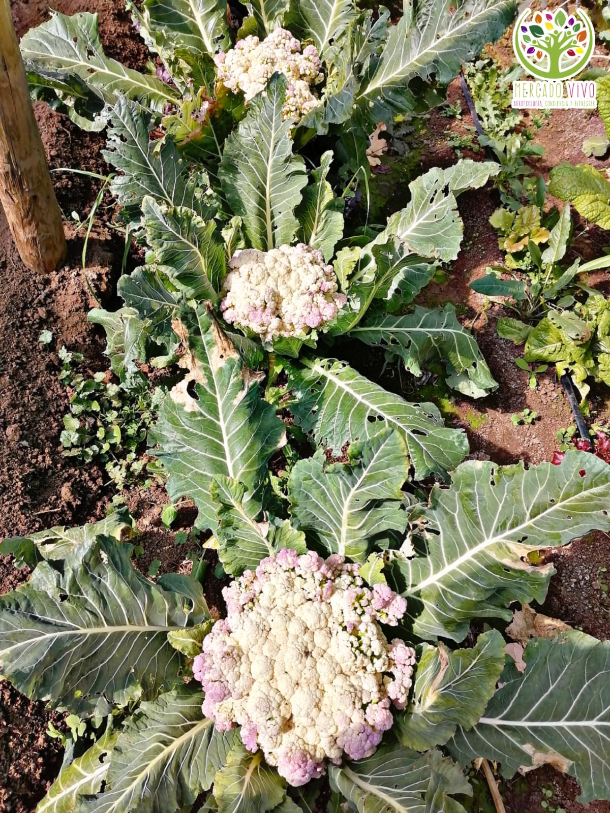Coliflor FP - Mercado Vivo