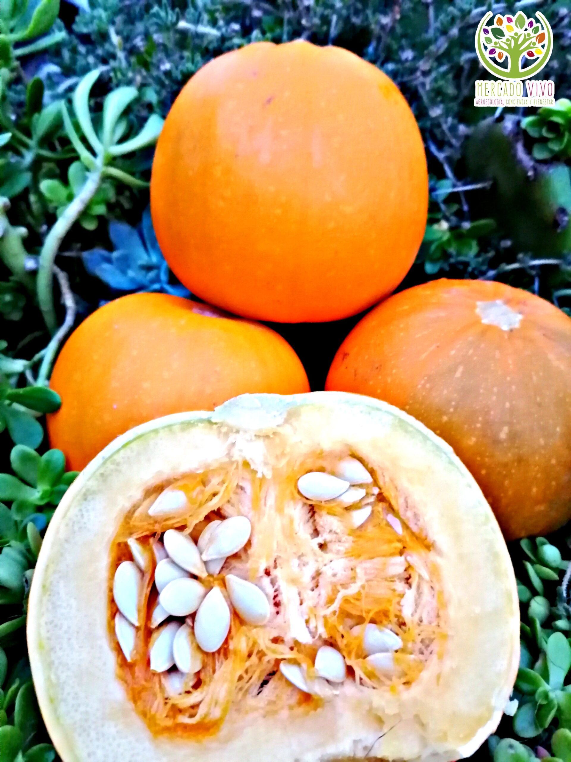 Wada «Zapalla Mapuche» - Mercado Vivo