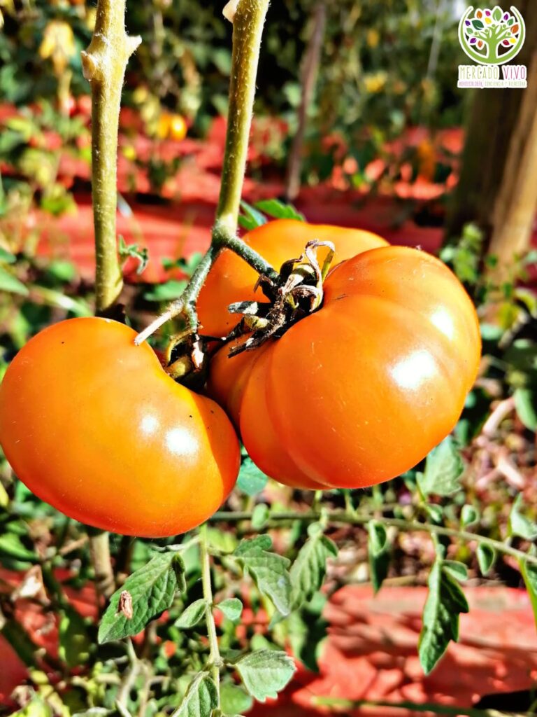Tomate Naranjo FP - Mercado Vivo