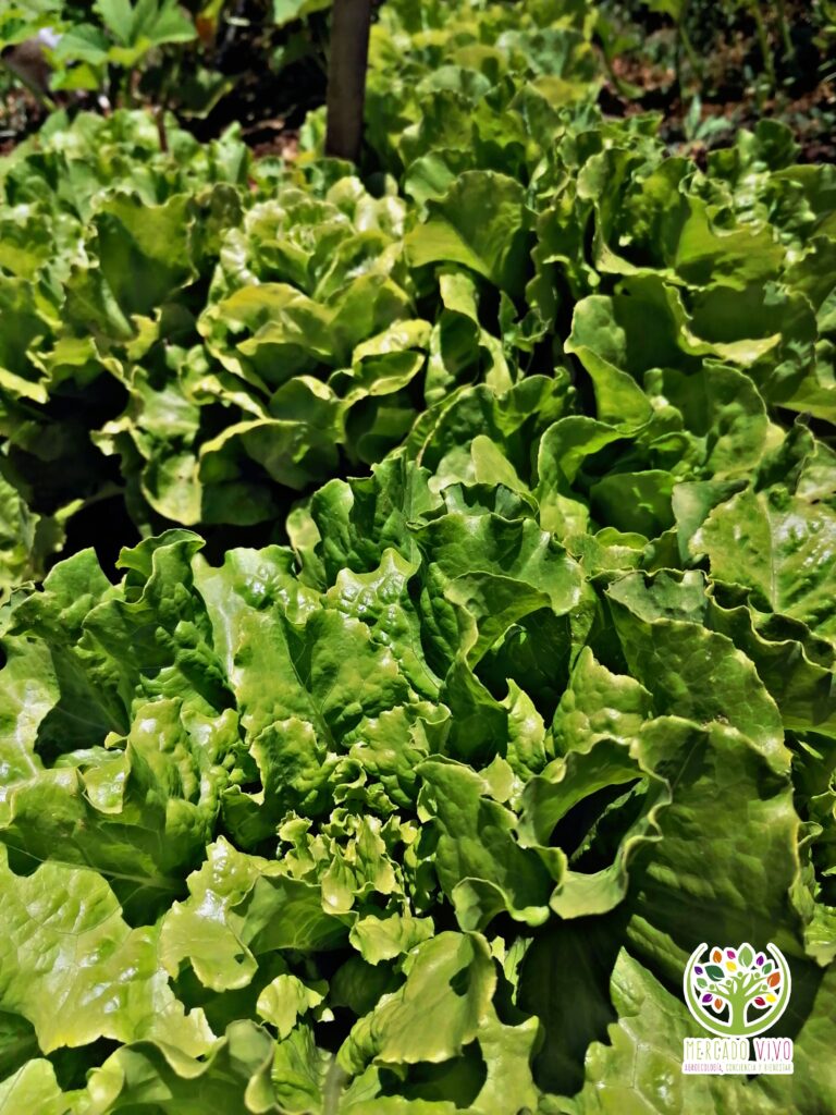 Lechuga Blanca de Boston - Mercado Vivo