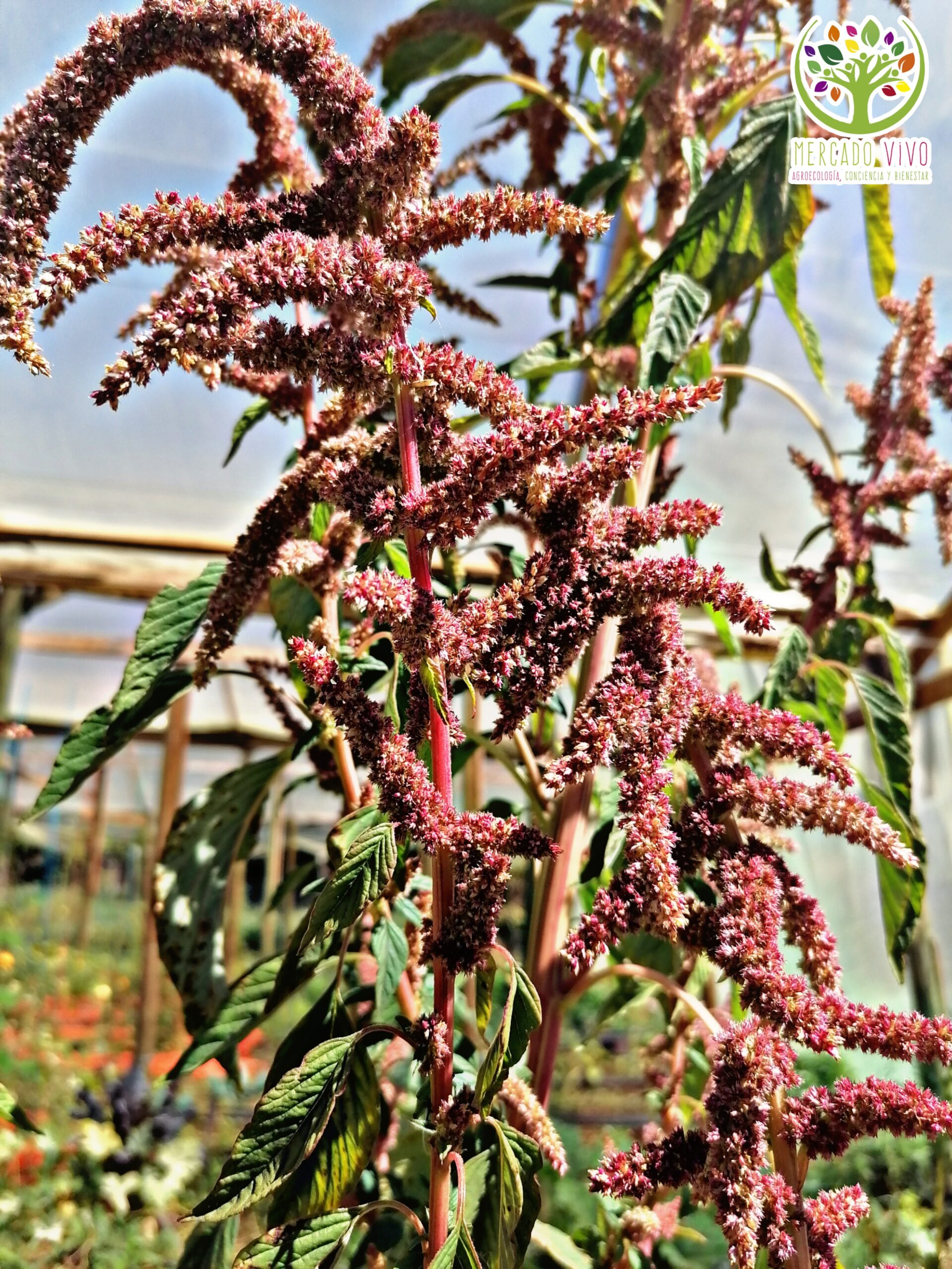 Bledo silvestre (Amaranthus Retroflexus) FP - Mercado Vivo