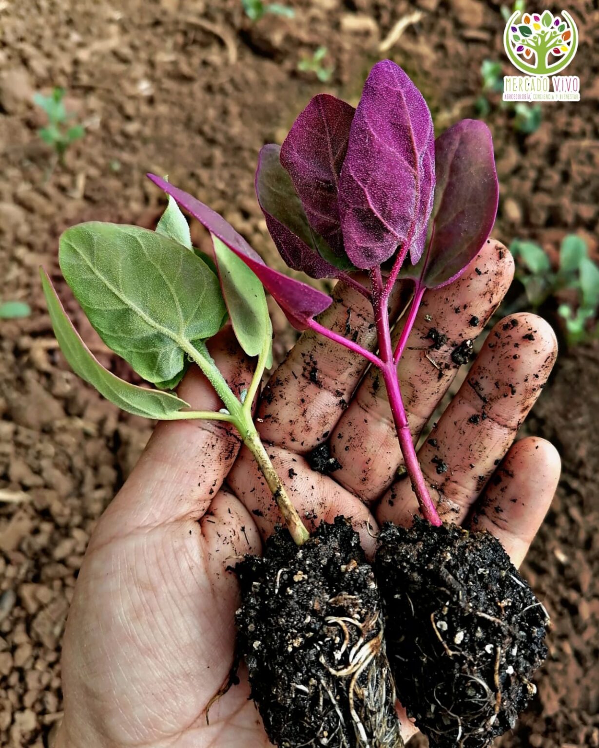 Espinaca del Sur morada (Almuelle) - Mercado Vivo