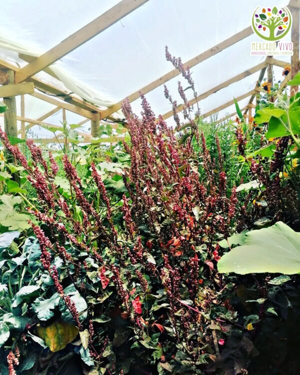 Espinaca del Sur morada (Almuelle) - Mercado Vivo