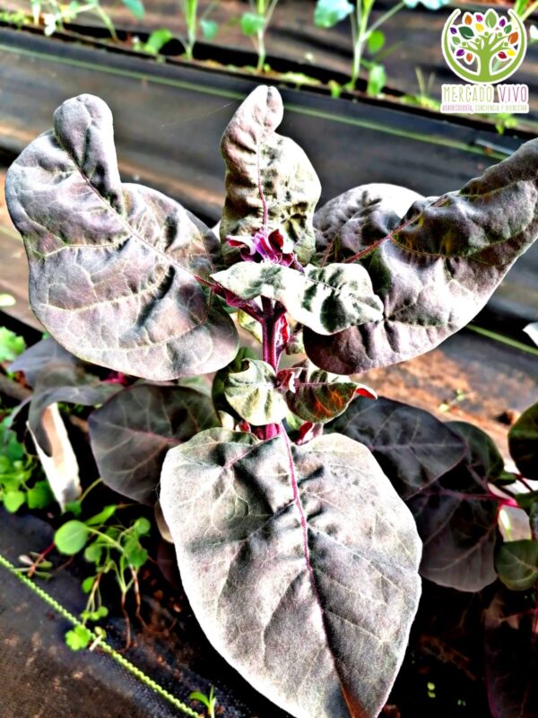 Espinaca del Sur morada (Almuelle) - Mercado Vivo