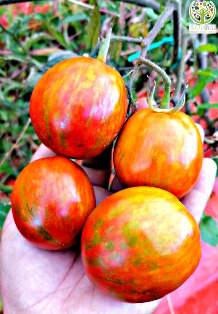 Tomate Red Zebra FP - Mercado Vivo