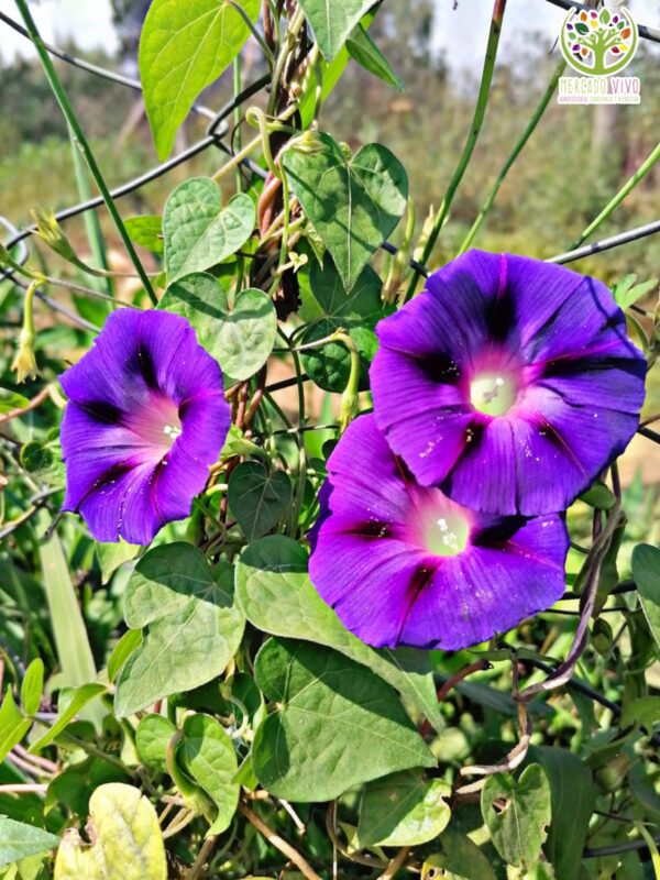 Suspiro colores variados - Mercado Vivo