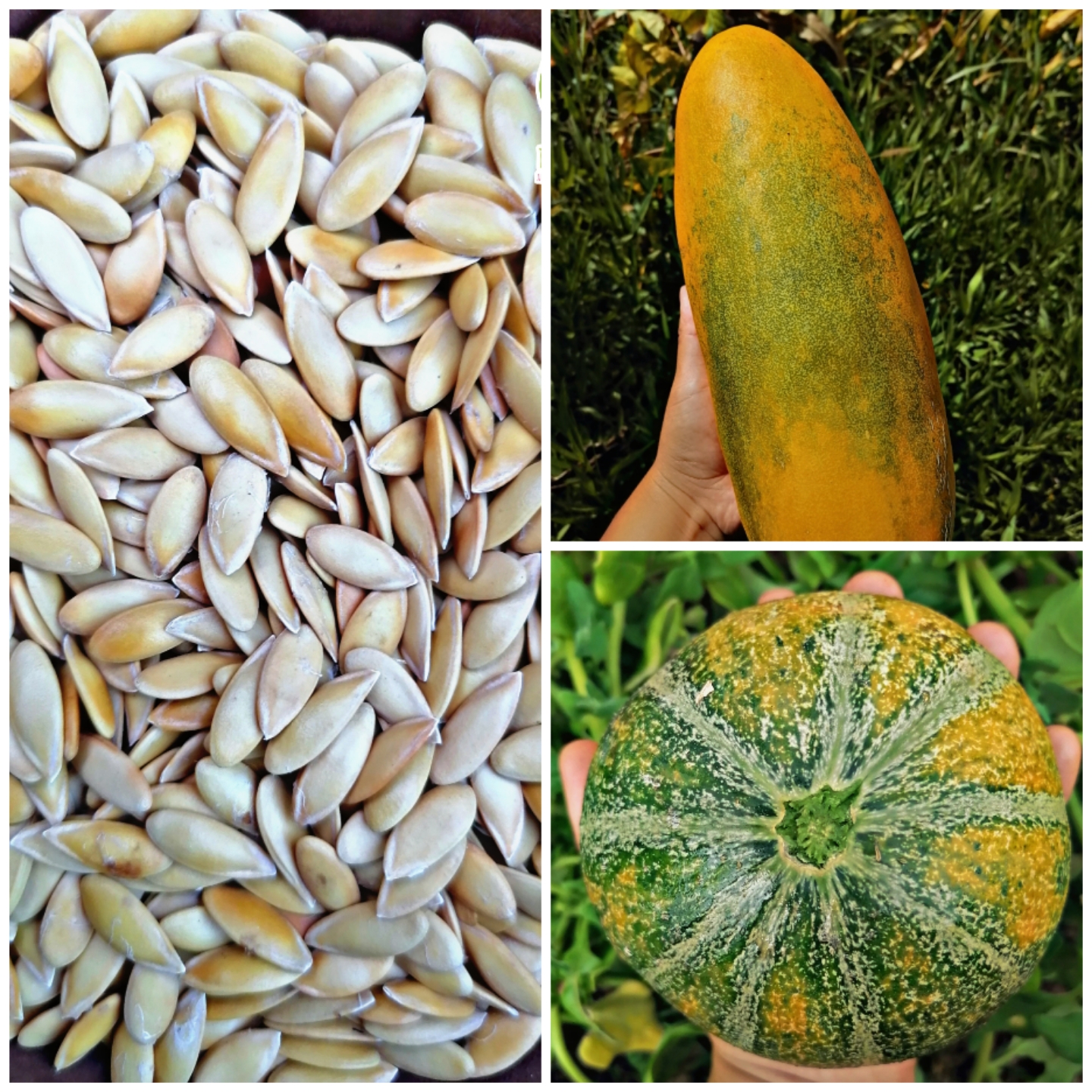 Melón variedades - Mercado Vivo
