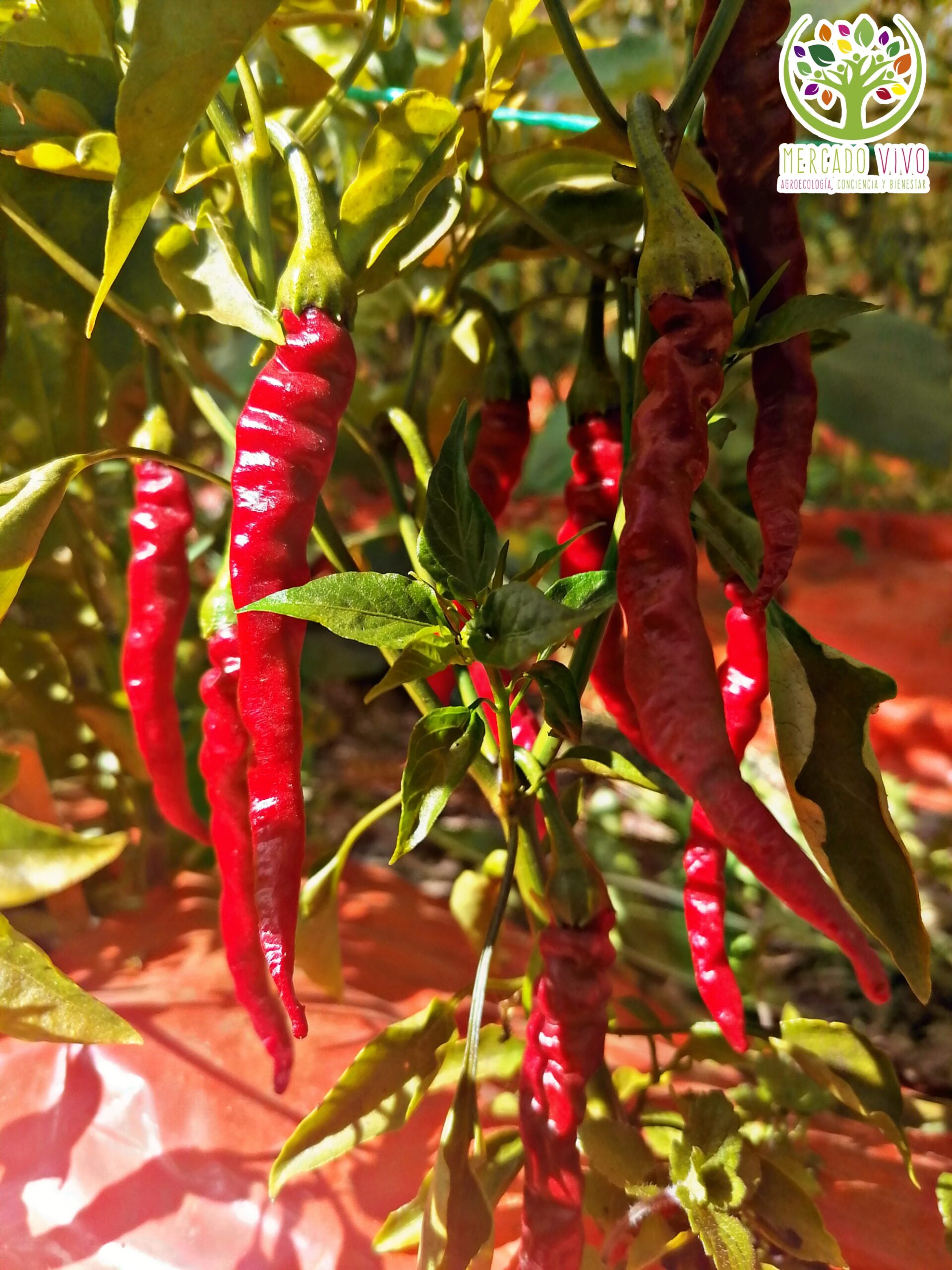 Pimiento de Cayena / Ají Cayena - Mercado Vivo