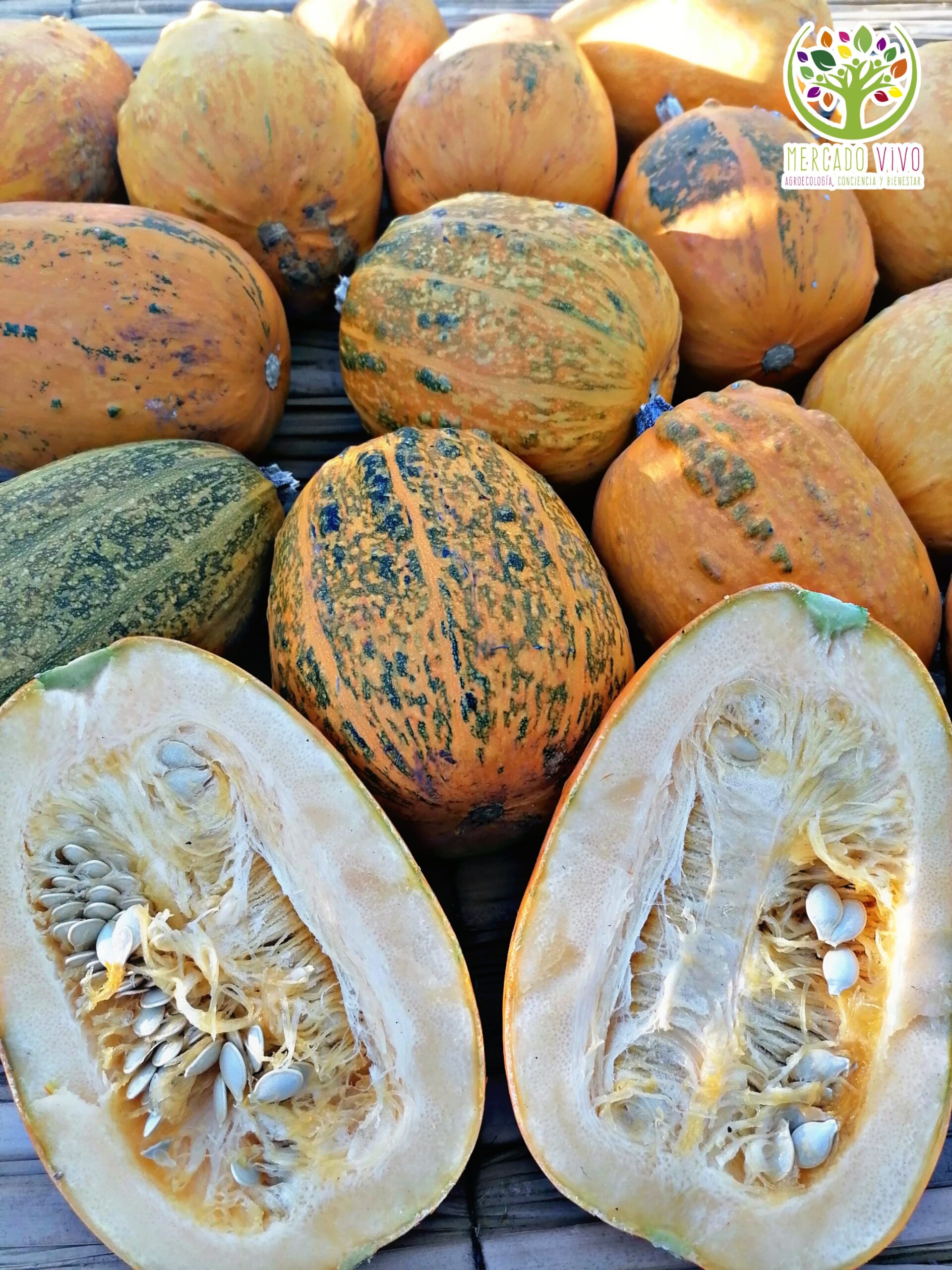 Zapallo Italiano Arito verde - Mercado Vivo