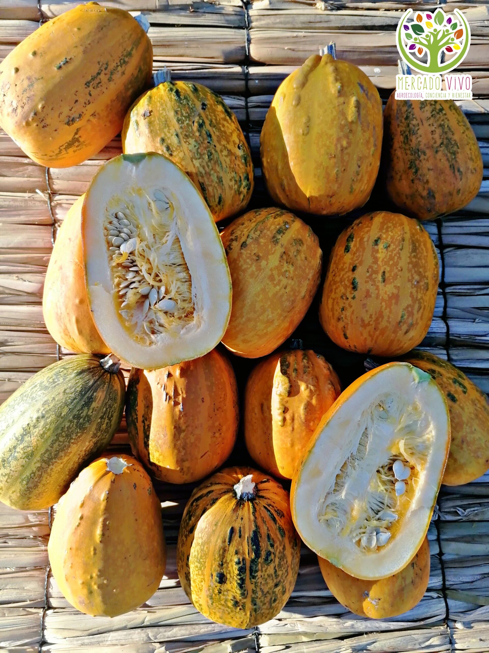 Zapallo Italiano Arito verde - Mercado Vivo