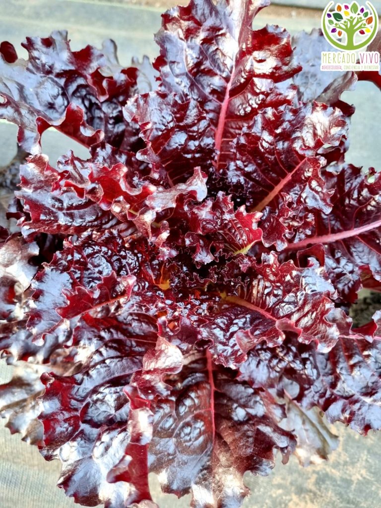 Lechuga Negra antigua - Mercado Vivo