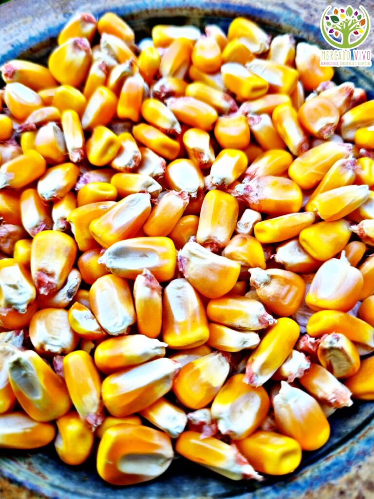 Maíz Amarillo Común - Mercado Vivo