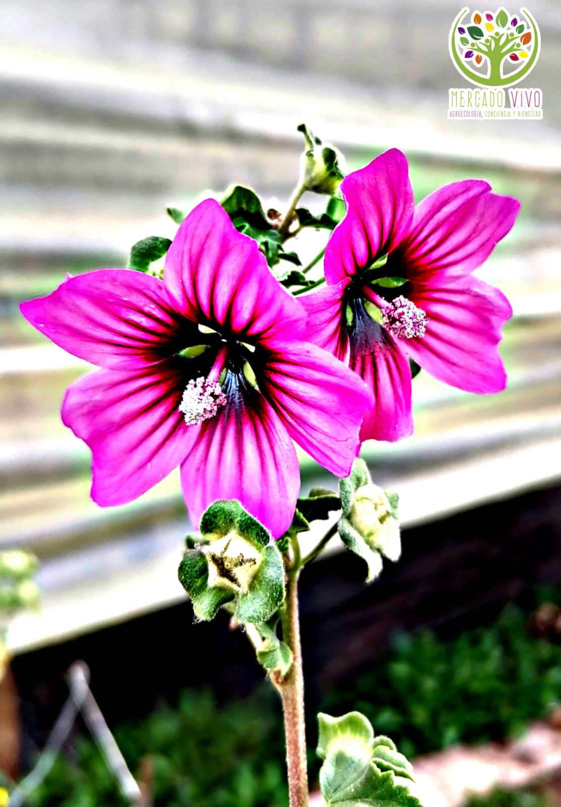 Malva gigante Lila - Mercado Vivo