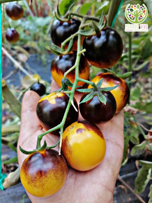 Tomate Bosque Blue Bumblebee - Mercado Vivo