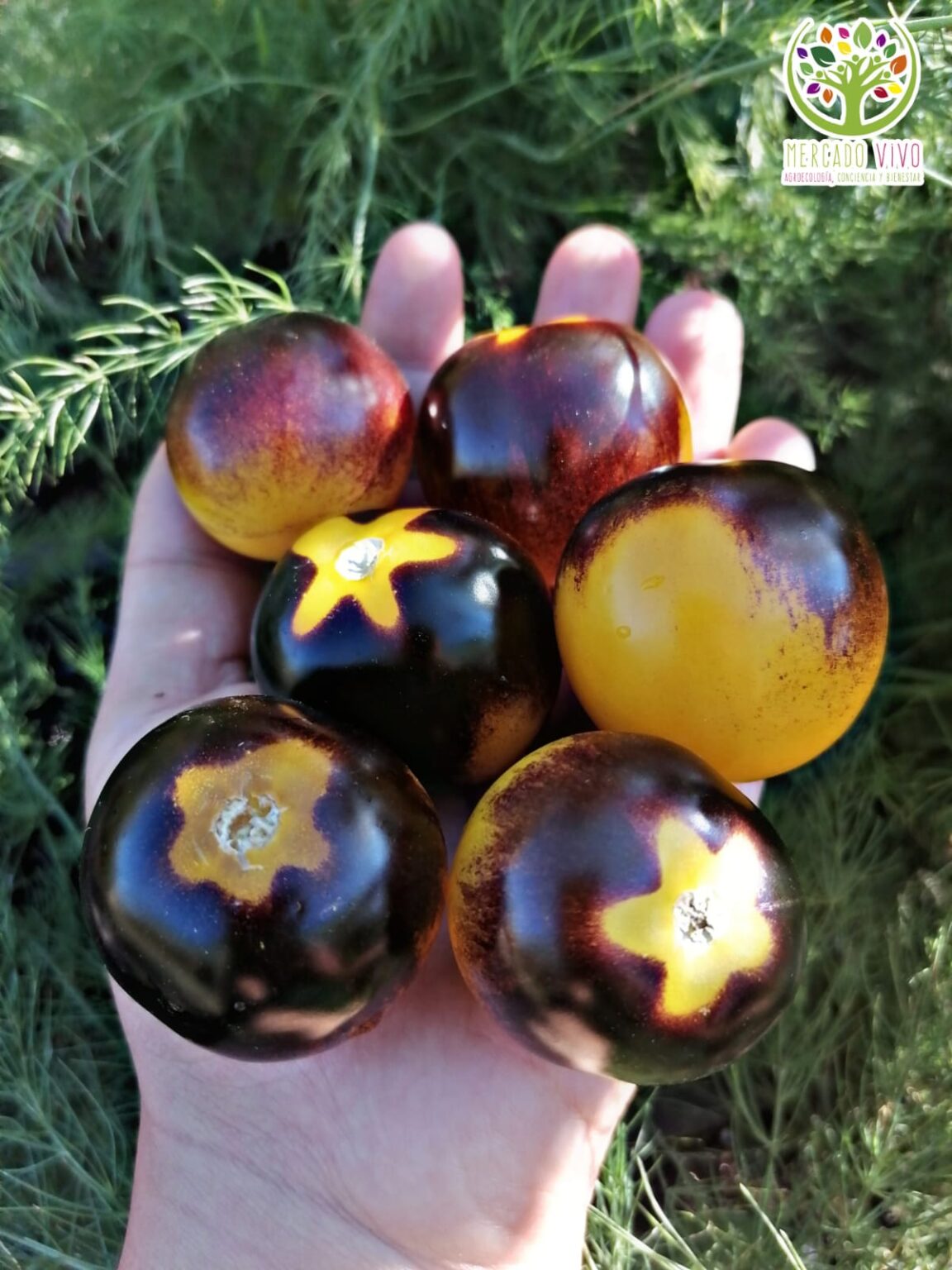 Tomate Bosque Blue Bumblebee - Mercado Vivo