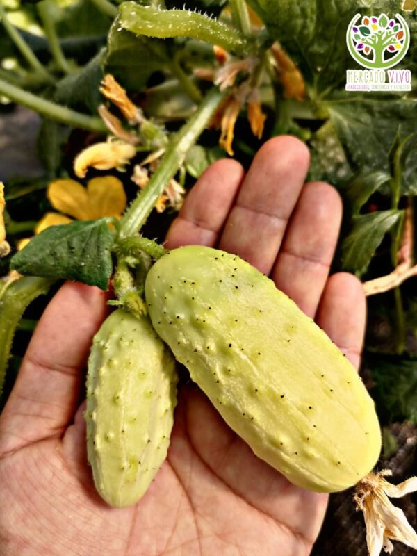 Pepino Mini White - Mercado Vivo