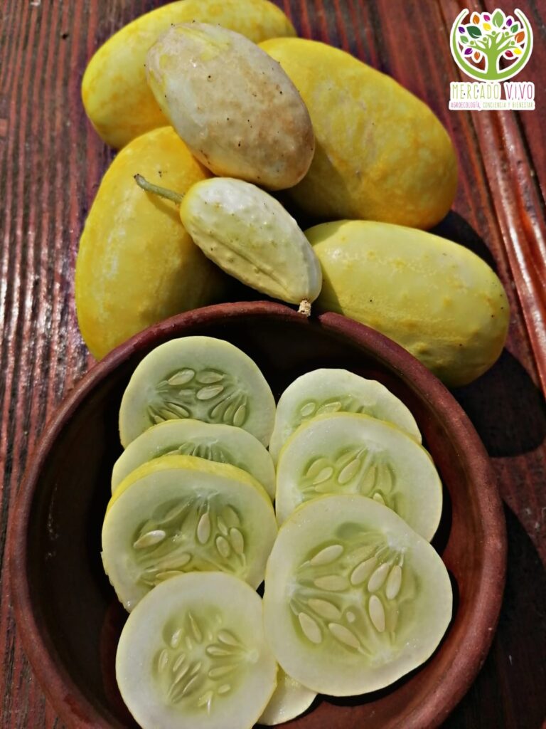Pepino Mini White - Mercado Vivo