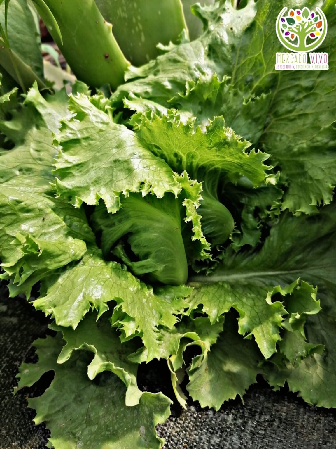 Lechuga Escarola FP - Mercado Vivo