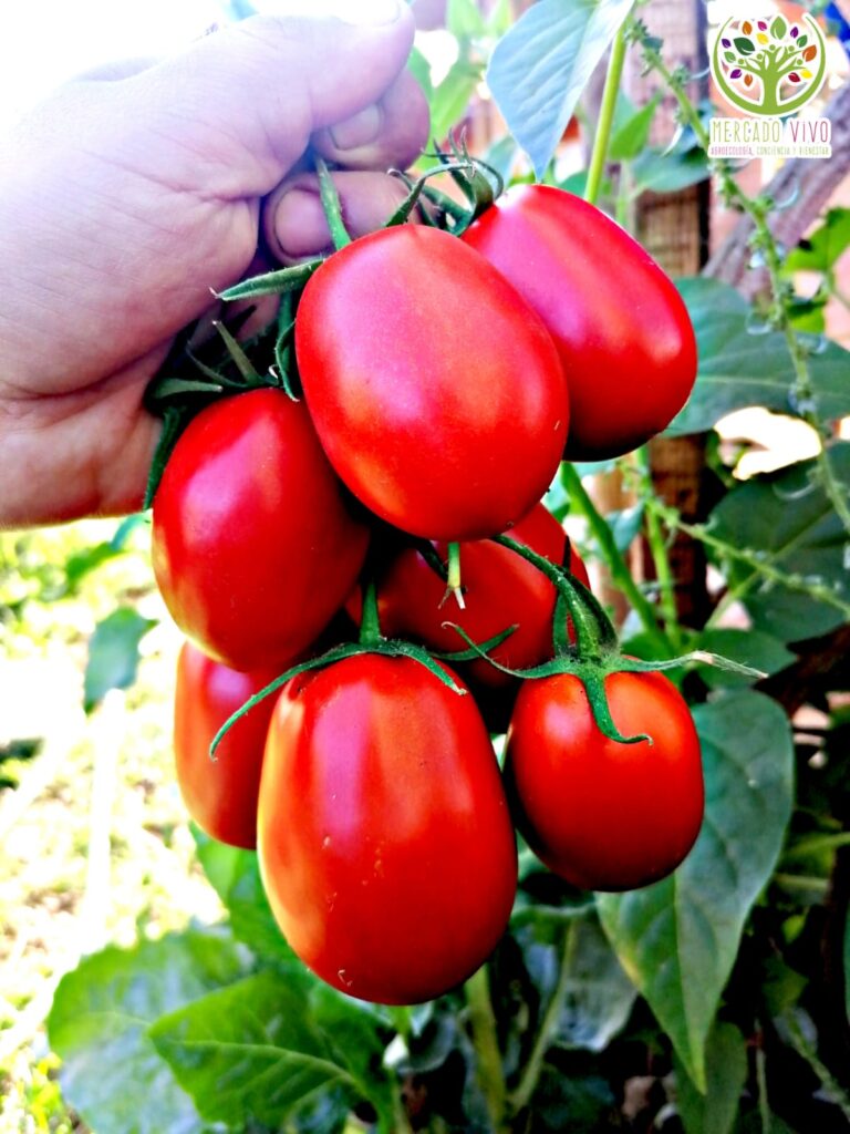 Tomate Rio Grande - Mercado Vivo