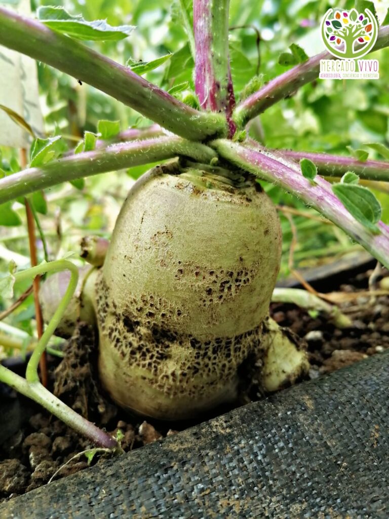 Rábano verde Luobo - Mercado Vivo