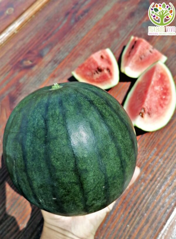 Sandía Sugar Baby - Mercado Vivo