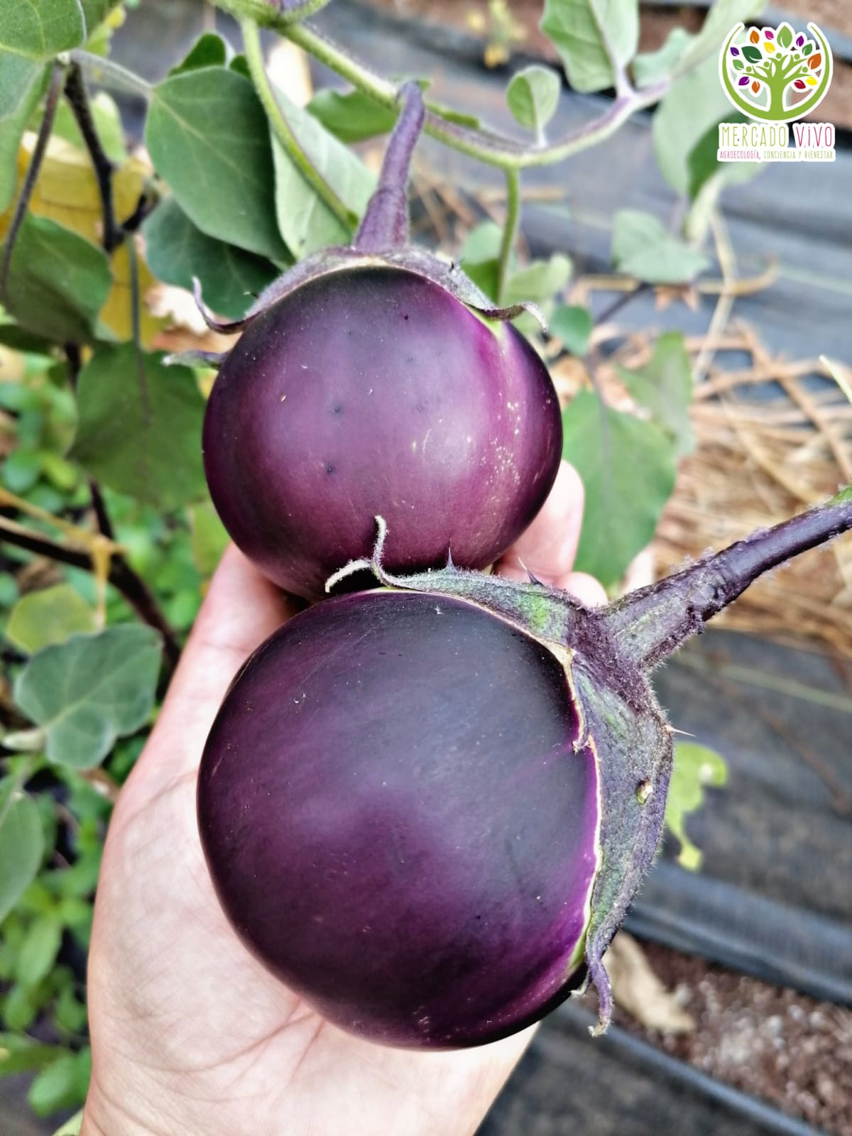 Berenjena Kamo - Mercado Vivo