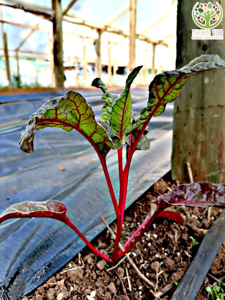 Acelga baby roja FP - Mercado Vivo