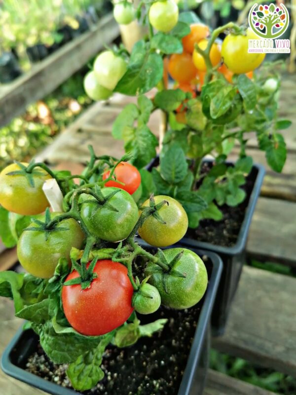 Tomate Micro Dwarf Jochalos - Mercado Vivo