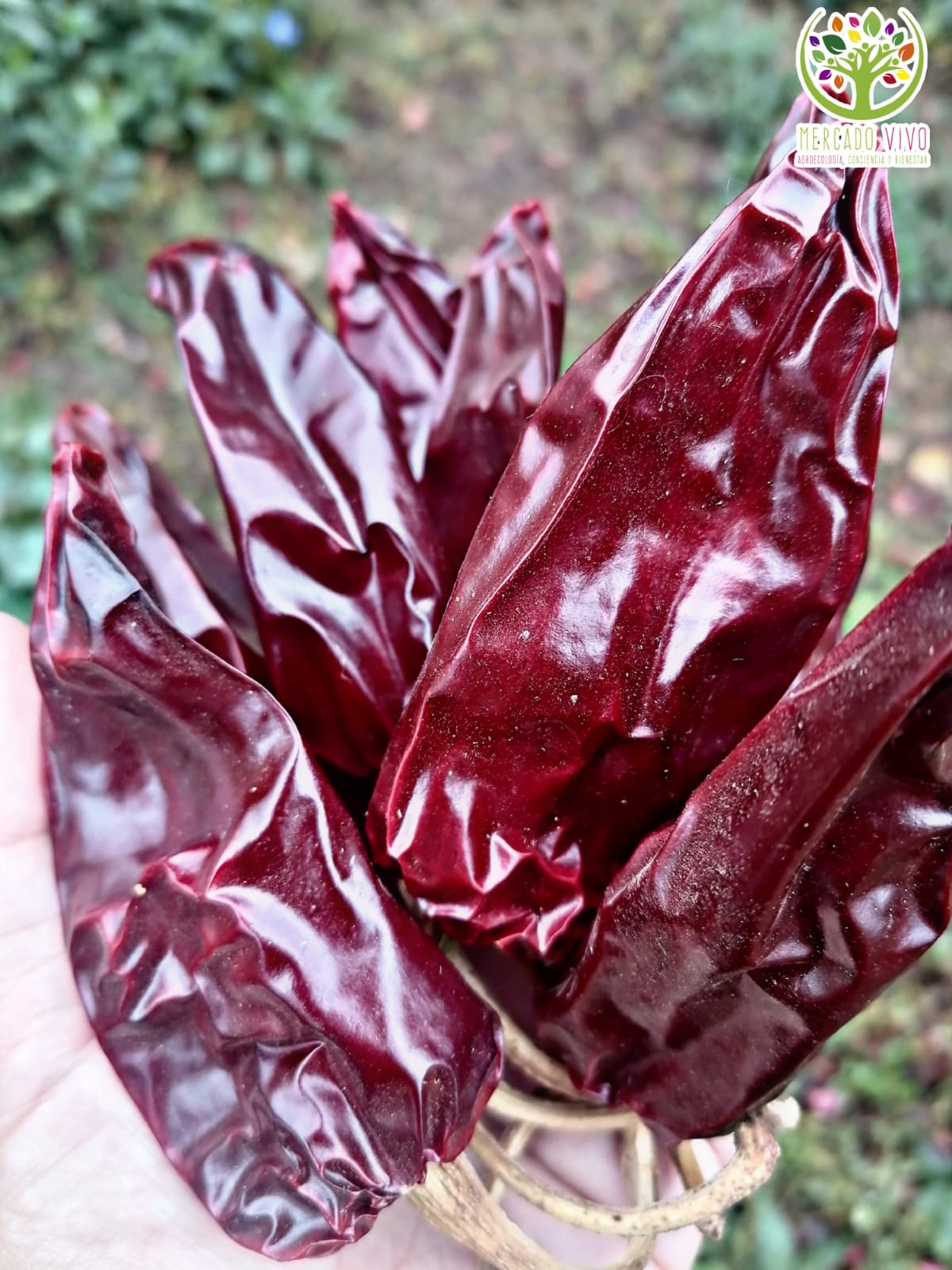 Pimiento de Espelette o Ezpeleta - Mercado Vivo