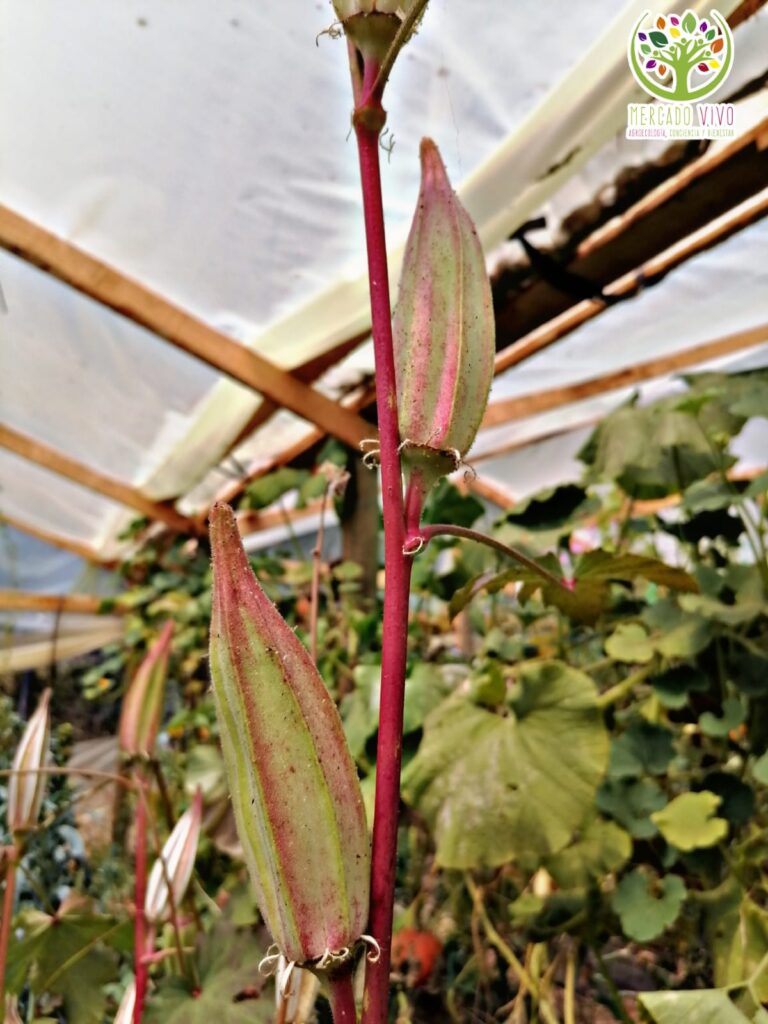 Okra Hill Country Red - Mercado Vivo